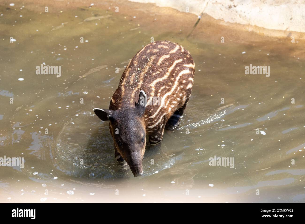Mexican tapir hi-res stock photography and images - Alamy