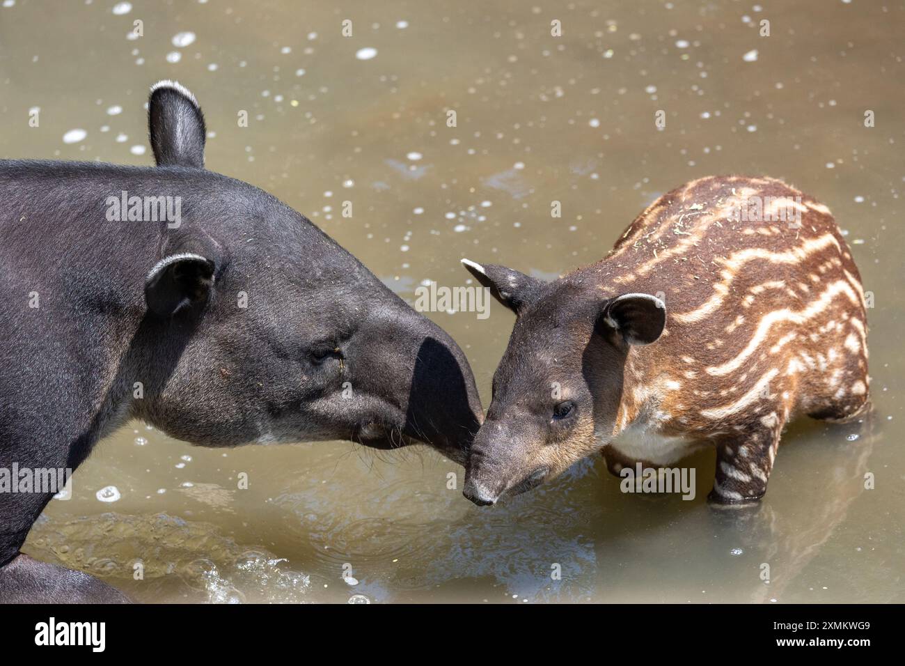 Mexican tapir hi-res stock photography and images - Alamy