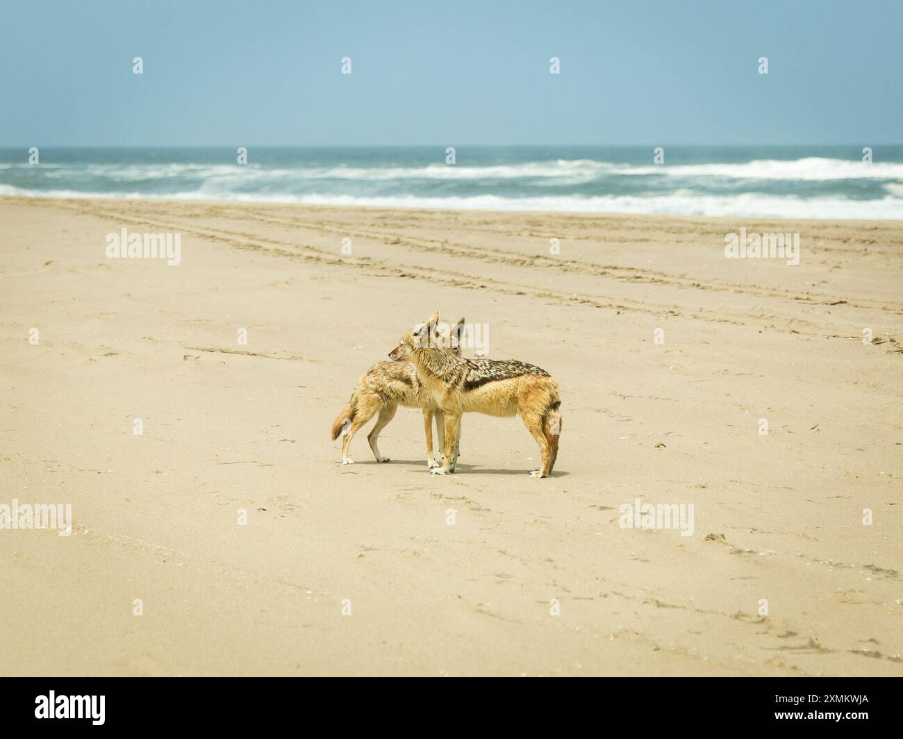 Jackels hi-res stock photography and images - Alamy