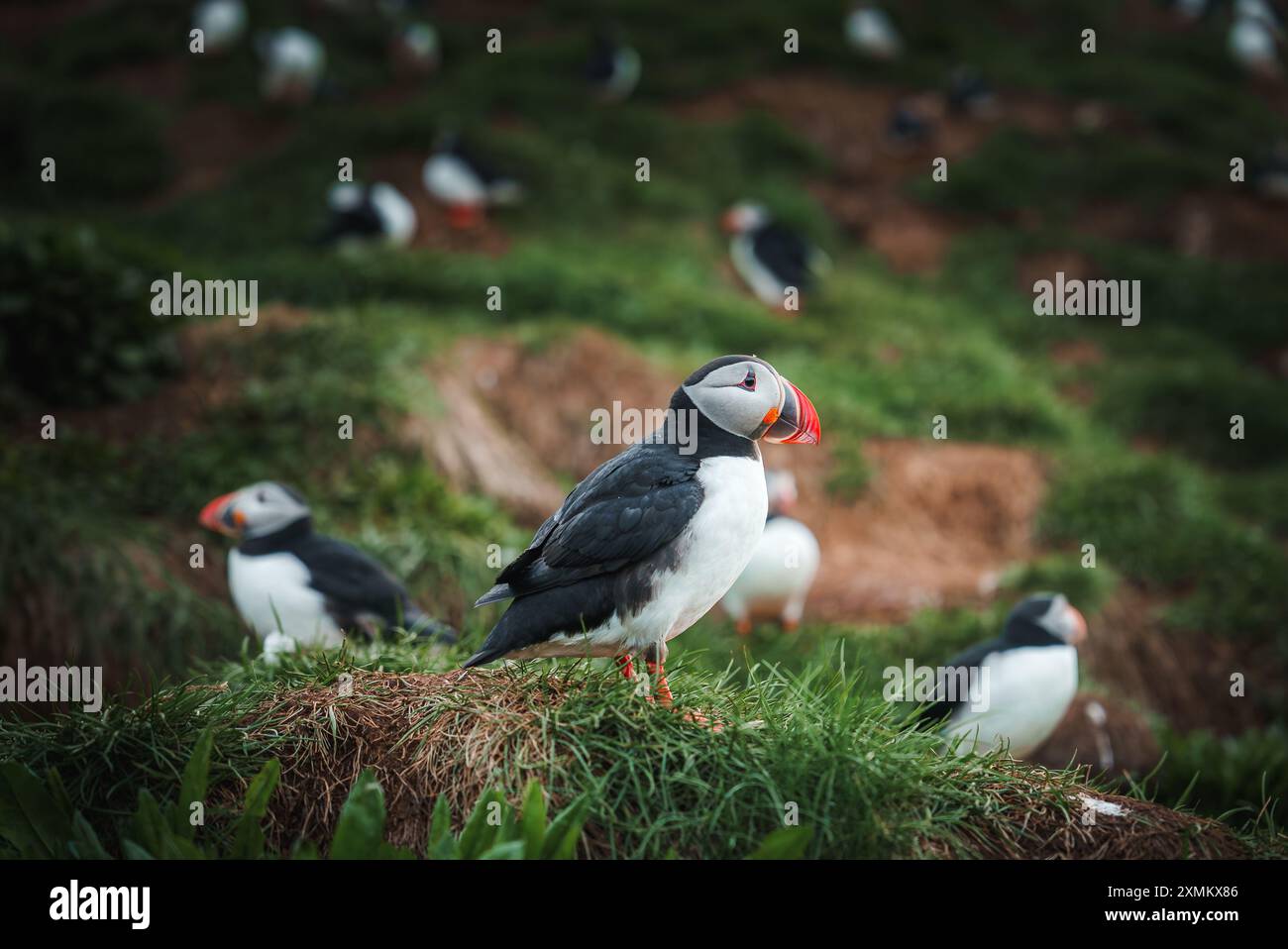 Group of Puffins on a Grassy Cliffside in Iceland's Coastal Region ...