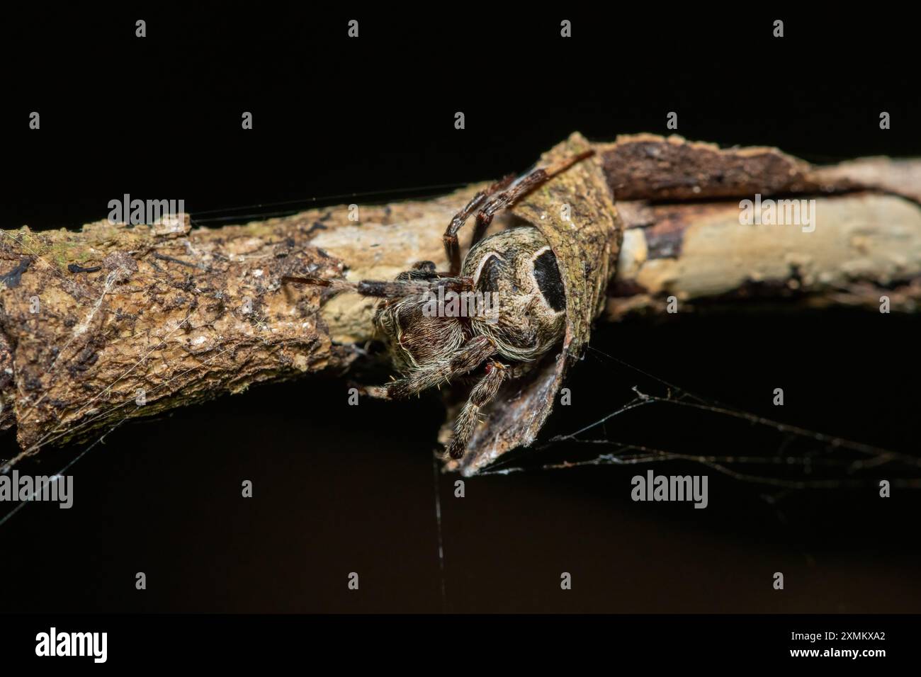 A beautiful black-spotted hairy field spider (Araneus nigroquadratus ...