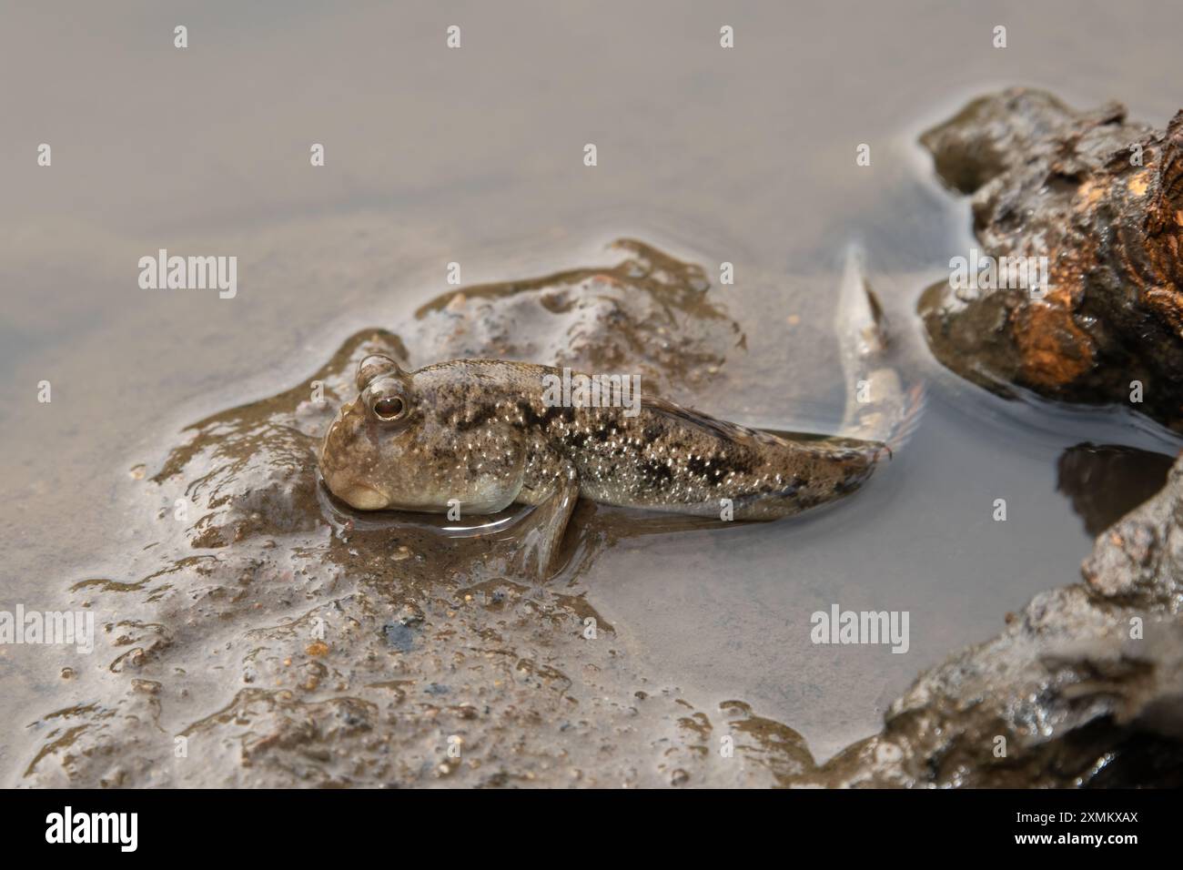 A beautiful common mudskipper (Periophthalmus kalolo) on the mudflats ...