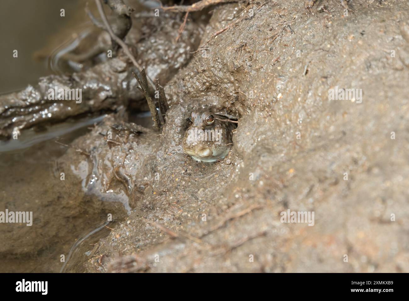 A cute common mudskipper (Periophthalmus kalolo) in a hole in the ...