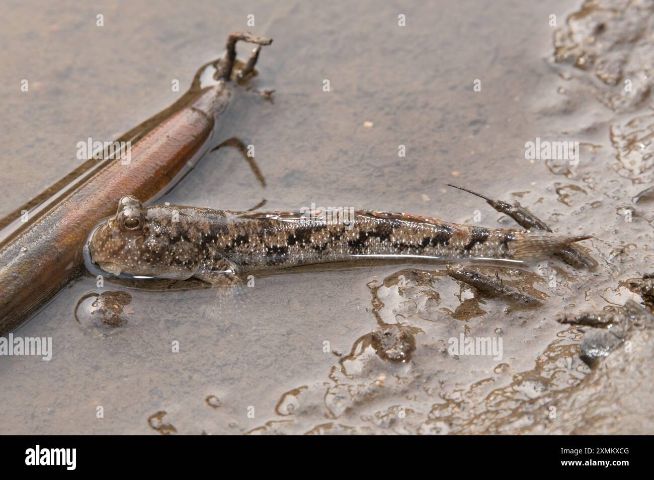 A beautiful common mudskipper (Periophthalmus kalolo) on the mudflats ...