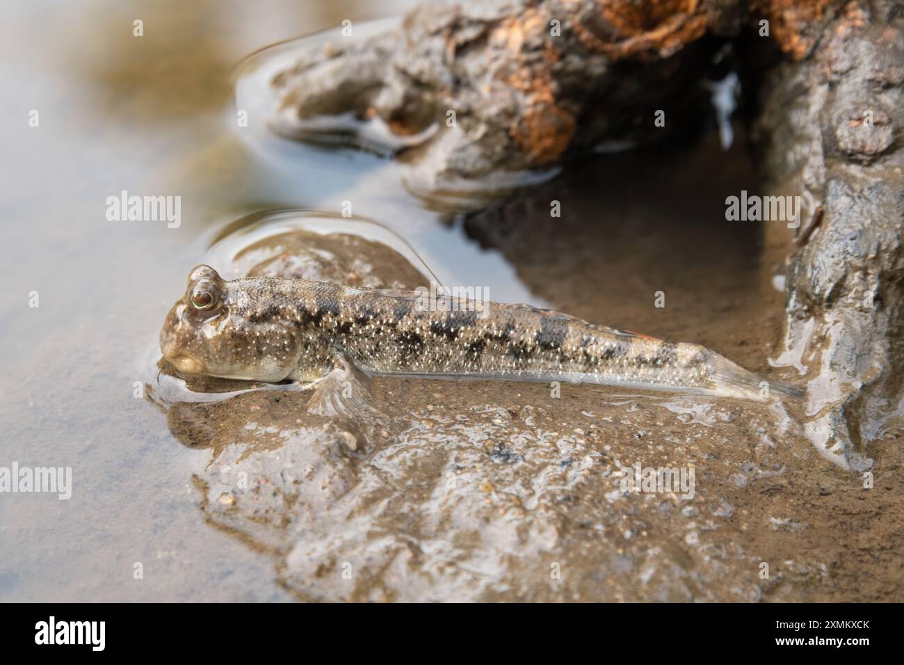 A beautiful common mudskipper (Periophthalmus kalolo) on the mudflats ...