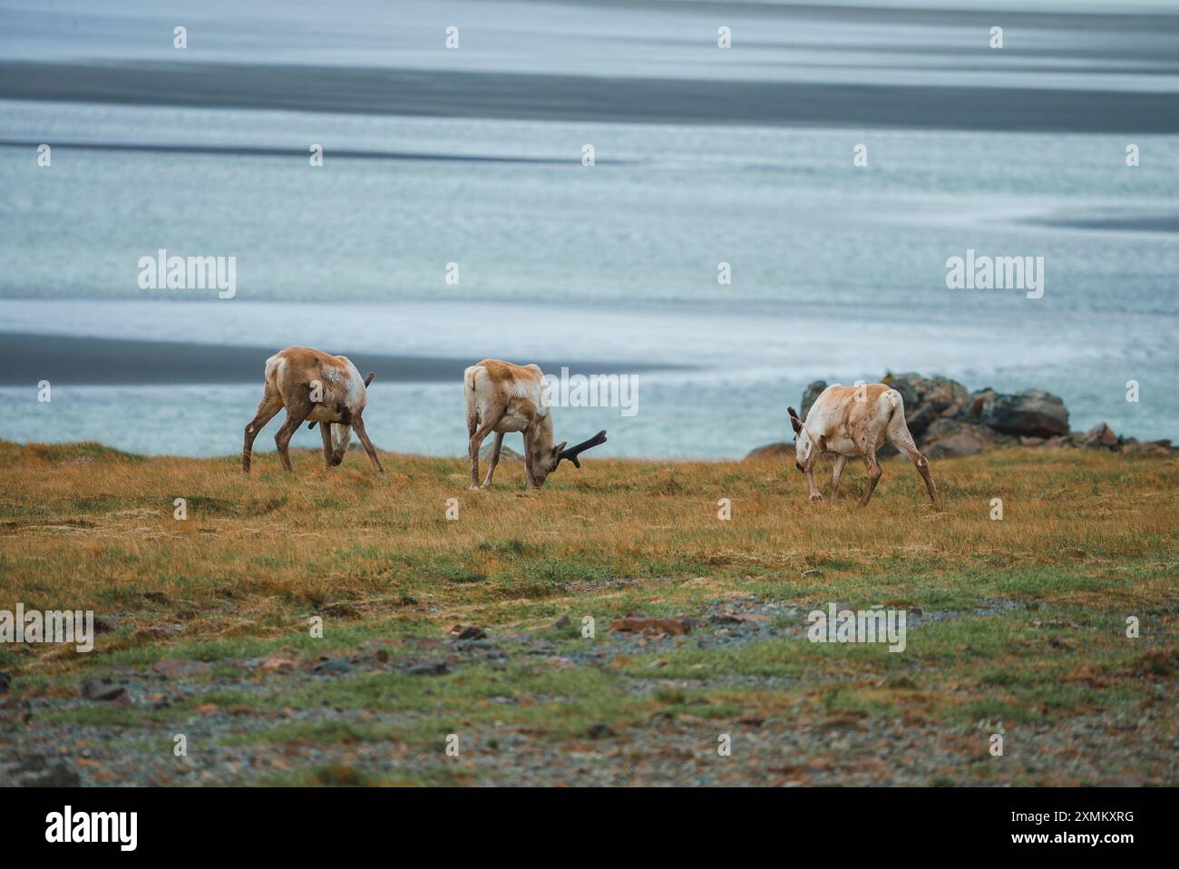 Three Reindeer Grazing by a Layered Blue and Gray Water Body in Iceland ...