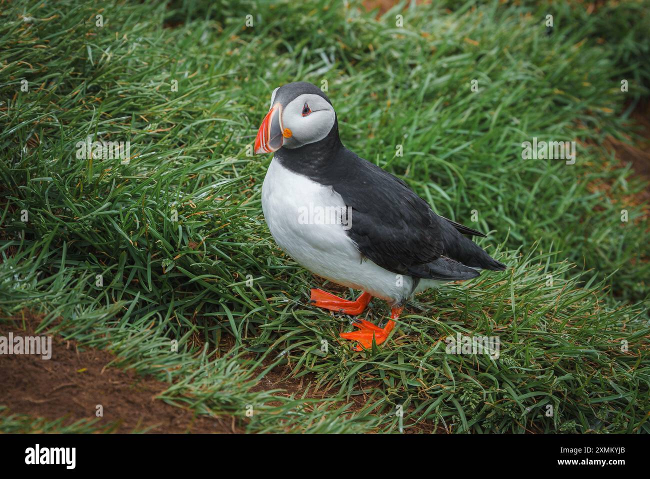 Puffin with Bright Orange Beak and Feet on Lush Green Grass in Iceland ...