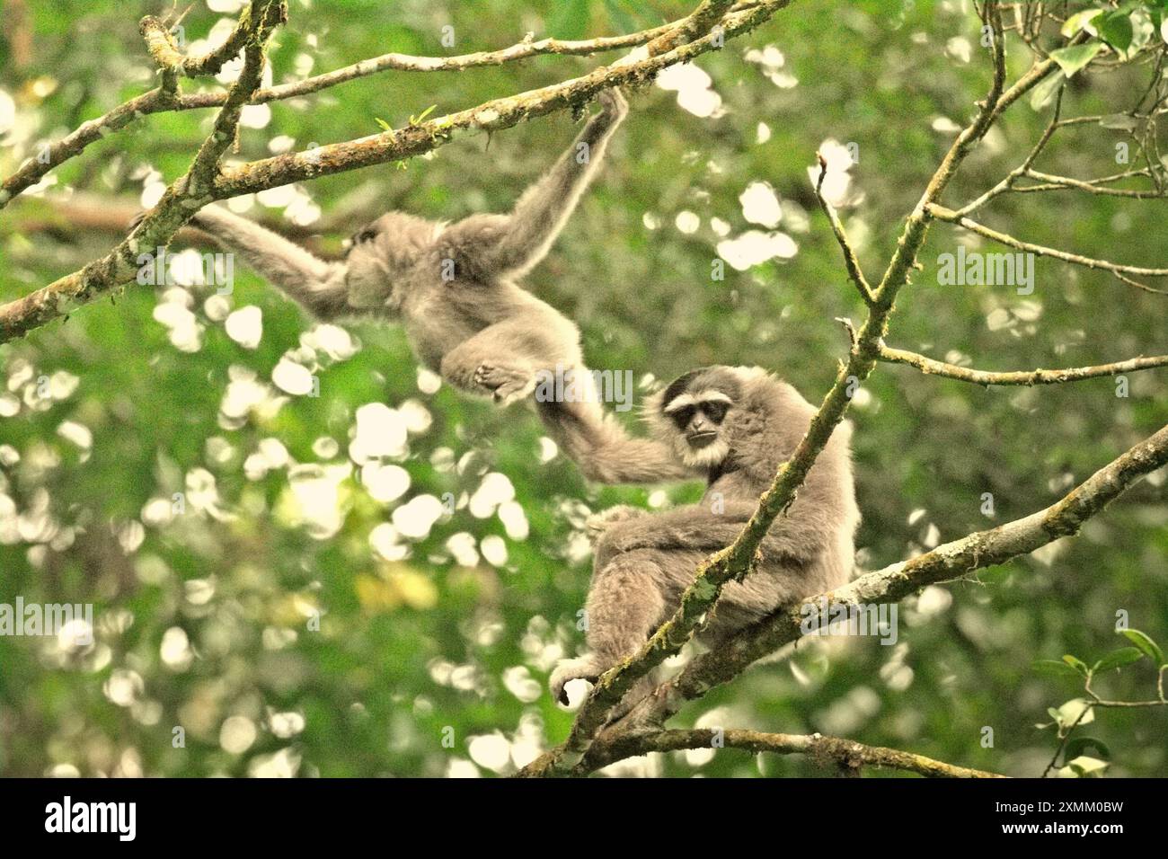 Javan gibbons (Hylobates moloch, silvery gibbon) in Gunung Halimun ...