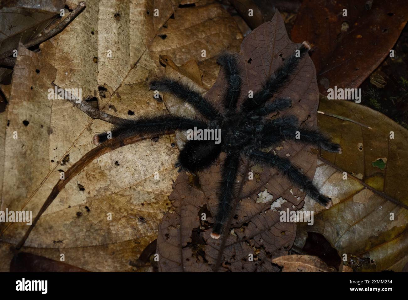 Amazon rainforest tarantula hi-res stock photography and images - Alamy