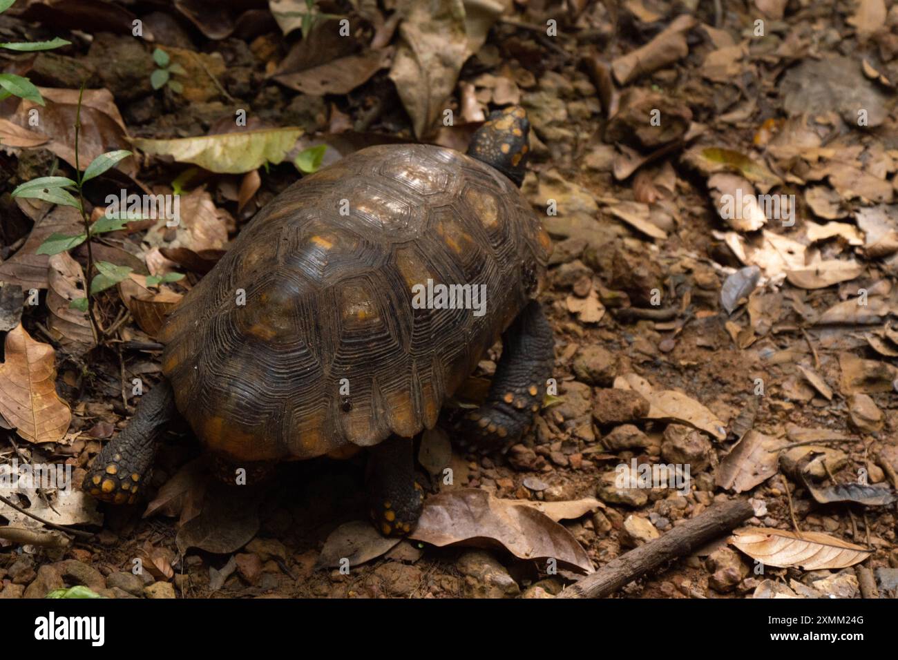 Chelonoidis denticulata, rainforest tortoise, amazon forest, french ...