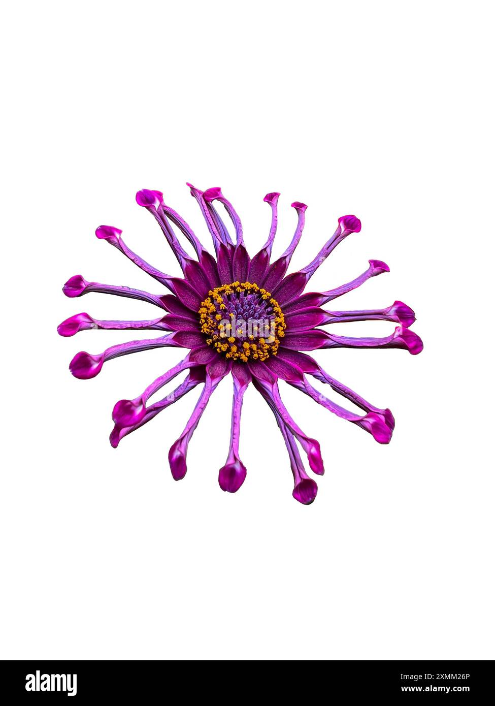 The unusual annual flower Osteospermum Whirligig is a showstopper in ...
