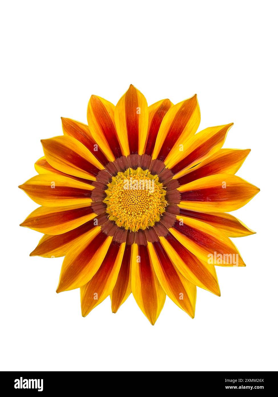 Isolated flower of Gazania Tiger Stripes, commonly known as the ...