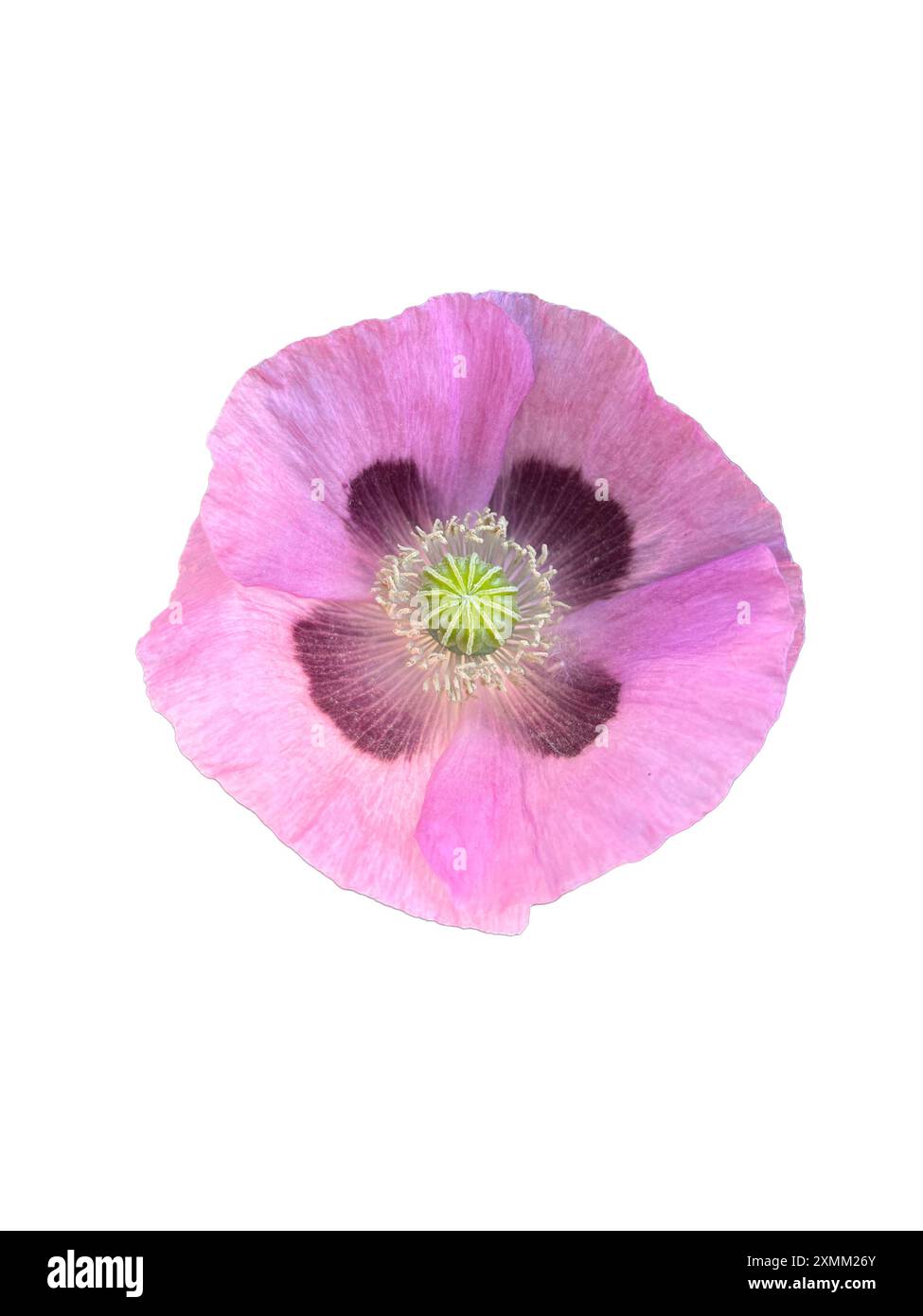 Papaver Somniferum, commonly known as the breadseed or opium poppy is ...