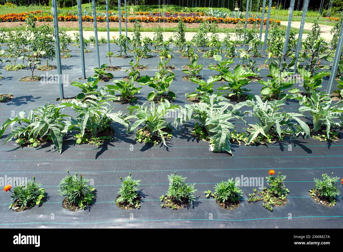 A small production garden uses a polypropylene weed barrier for maximum ...