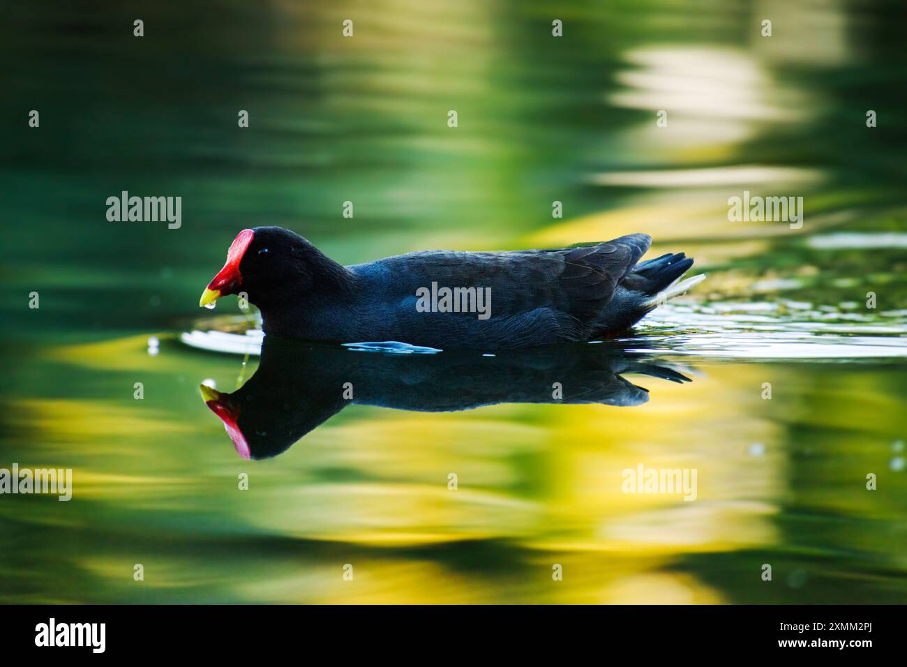 The dusky moorhen is a bird species in the rail family and is one of ...