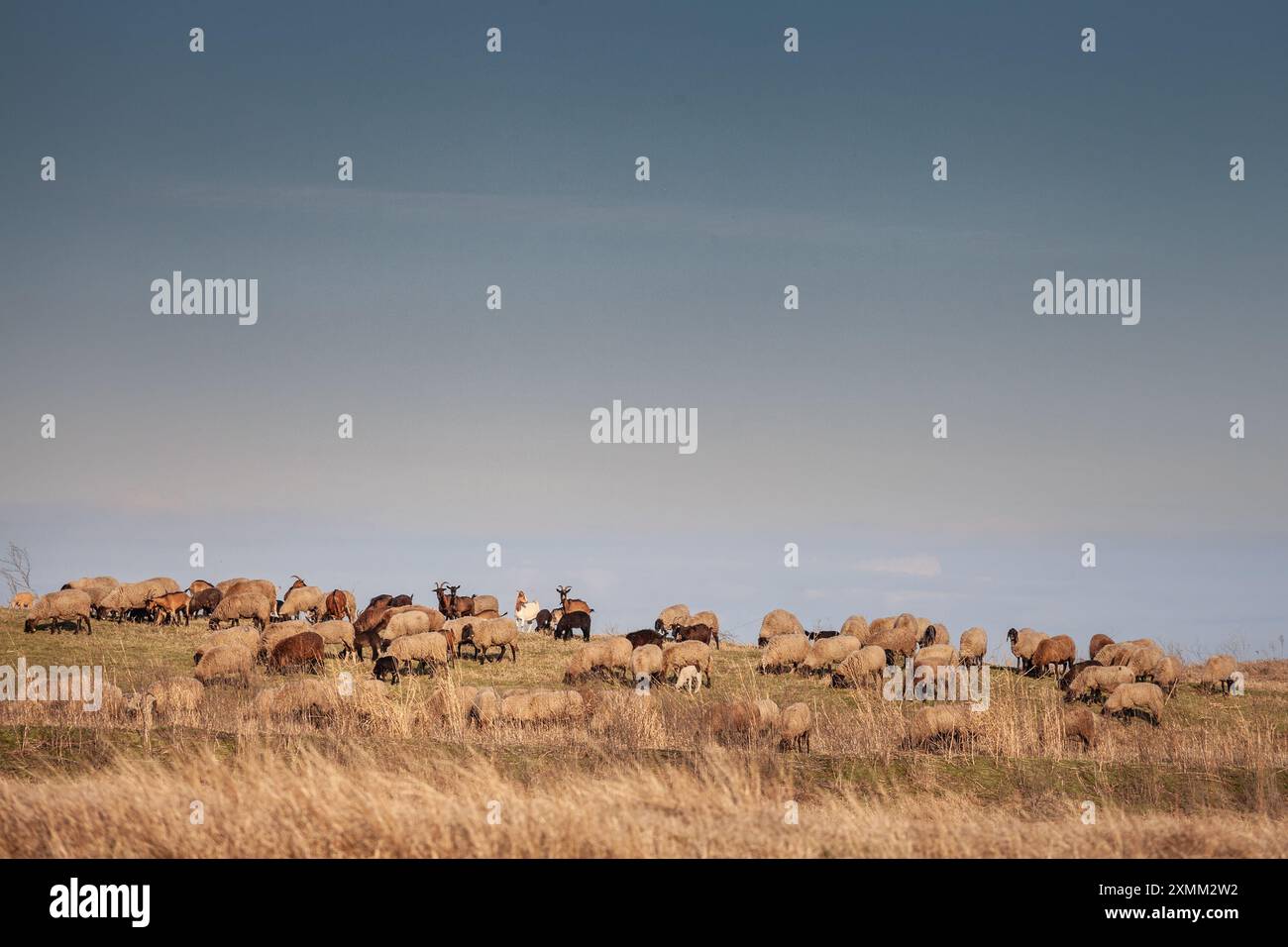 Picture of sheeps, white sheeps, standing in a pasture. Sheep are ...