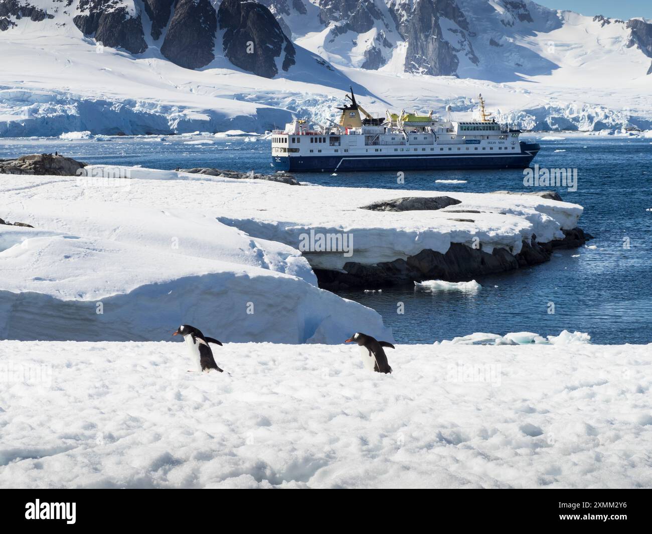 Antarctica penguin ship tourism hi-res stock photography and images - Alamy