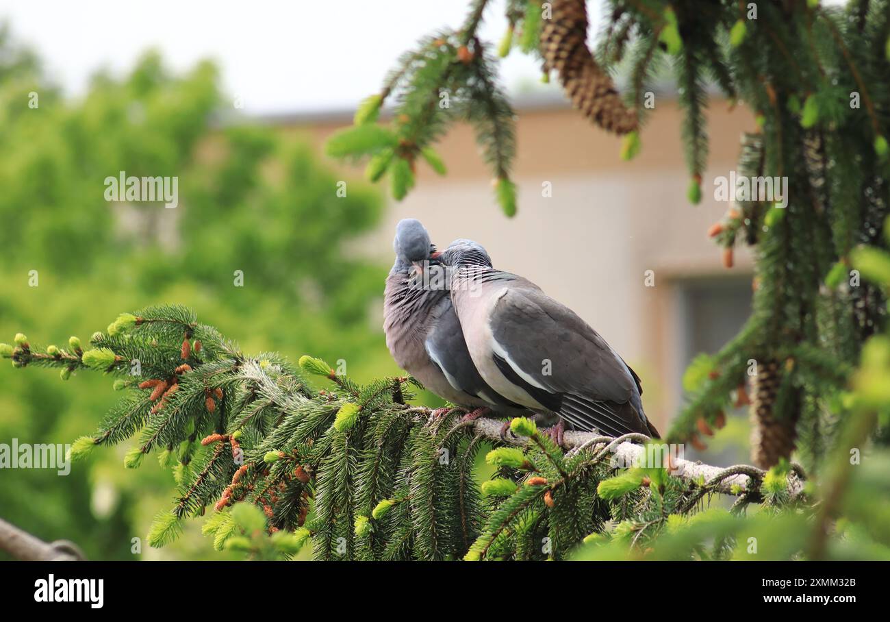 Living with pigeons hi-res stock photography and images - Alamy