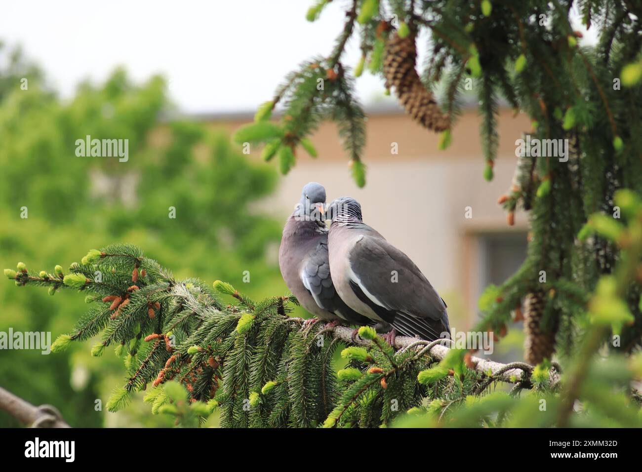 Living with pigeons hi-res stock photography and images - Alamy