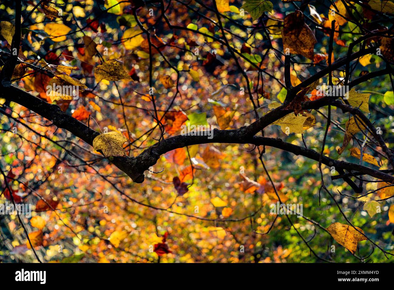 Autumn tree leaves texture background. leaf background texture Stock ...