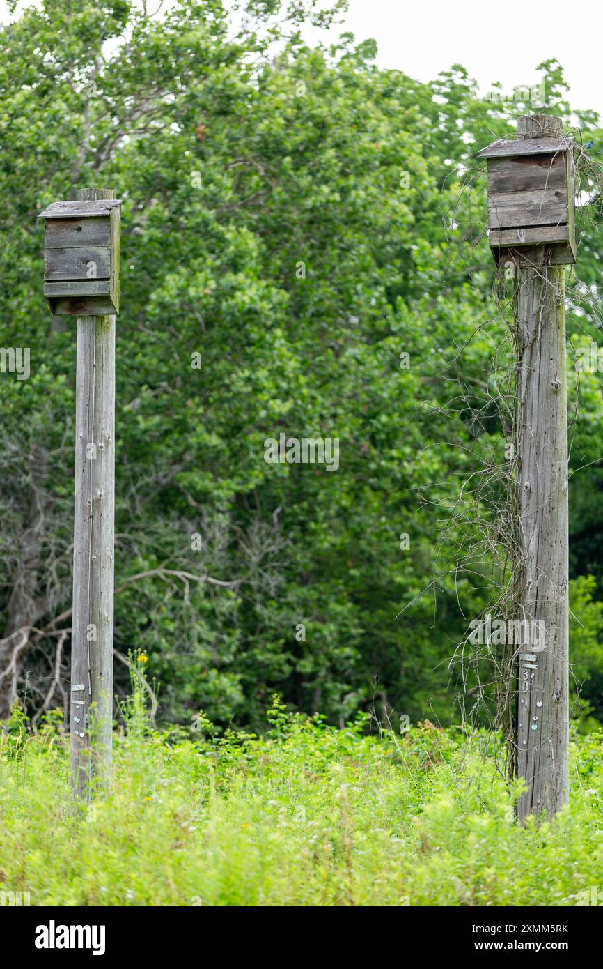 Wooden bat nesting boxes standing in Metea County Park near Fort Wayne ...