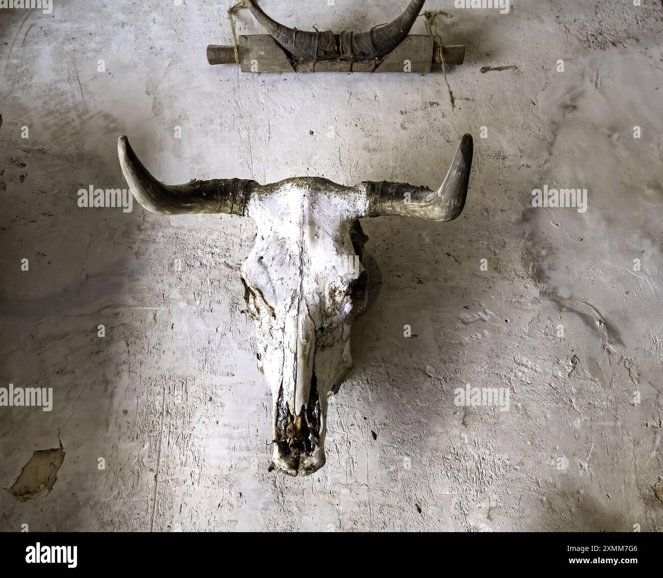 Detail of decoration with a skull of a dead animal, taxidermy Stock ...