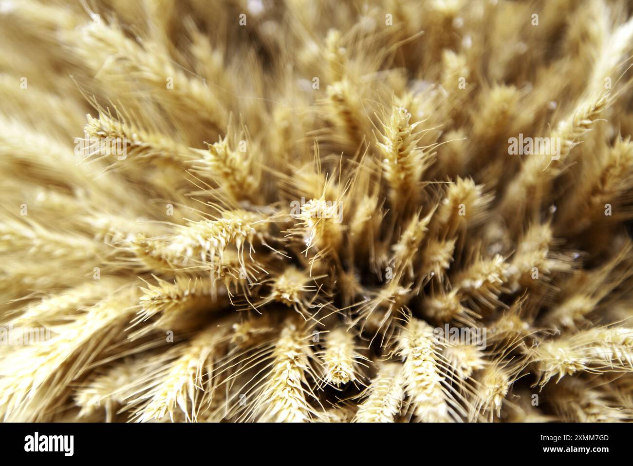Detail of dry cereal in a field, healthy food, vegan Stock Photo - Alamy