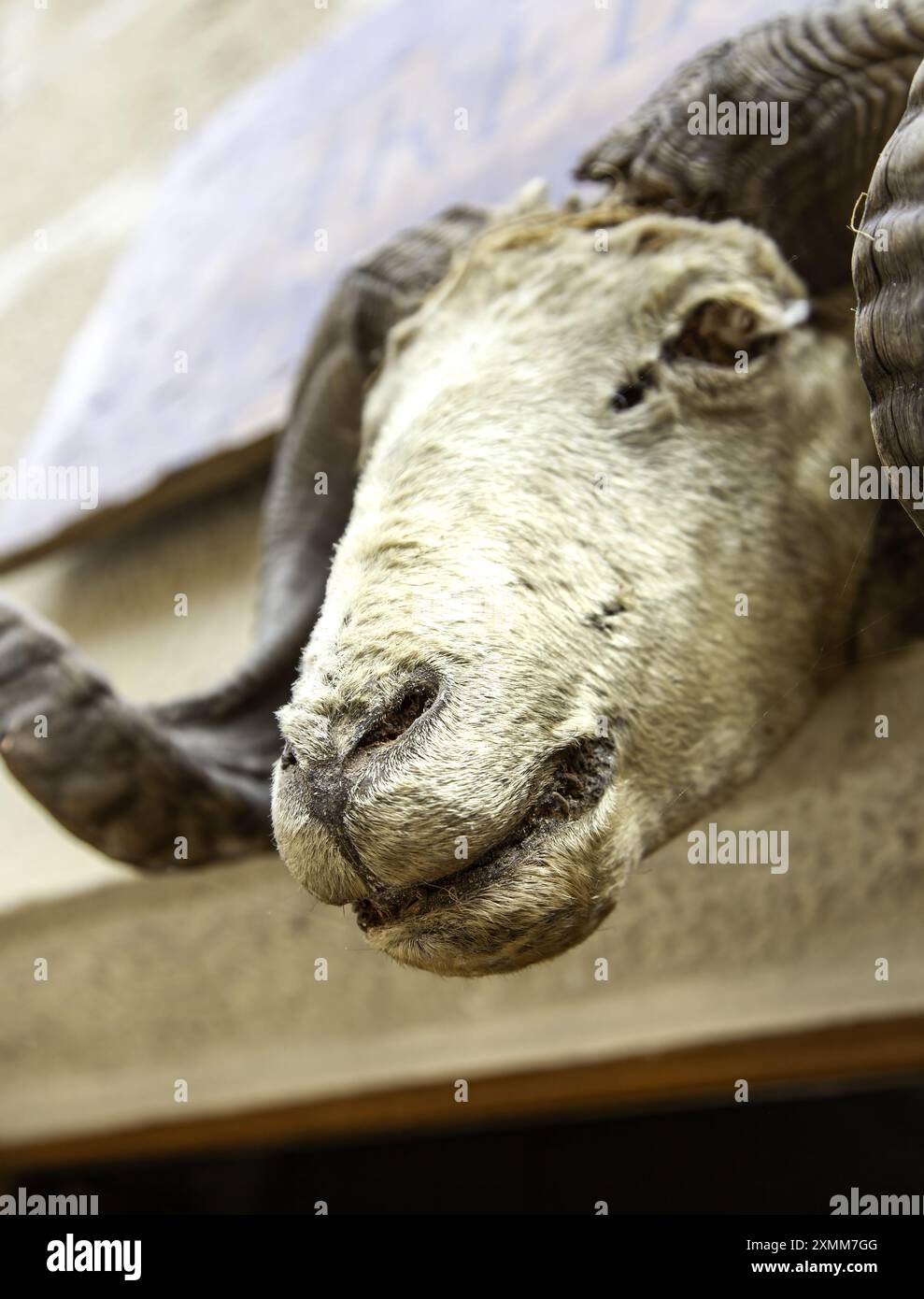 Detail of decoration with a skull of a dead animal, taxidermy Stock ...