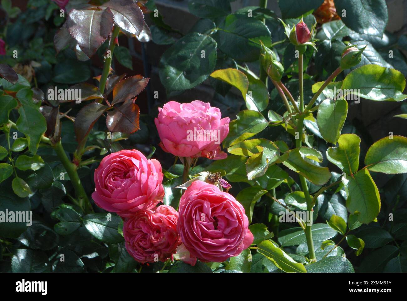 Copenhagen/ Denmark/28 July 2024/Pink rose flwoers tiny garden in ...