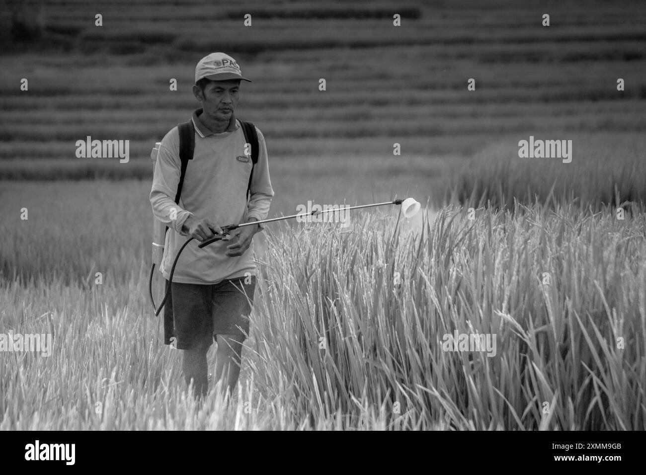 Beautiful morning view indonesia Panorama Landscape paddy fields with ...