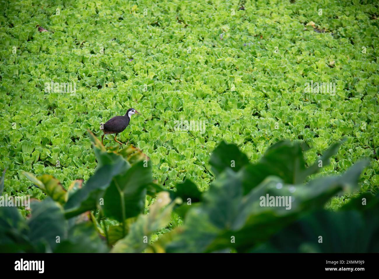 The white-breasted waterhen is a waterbird of the rail and crake family ...