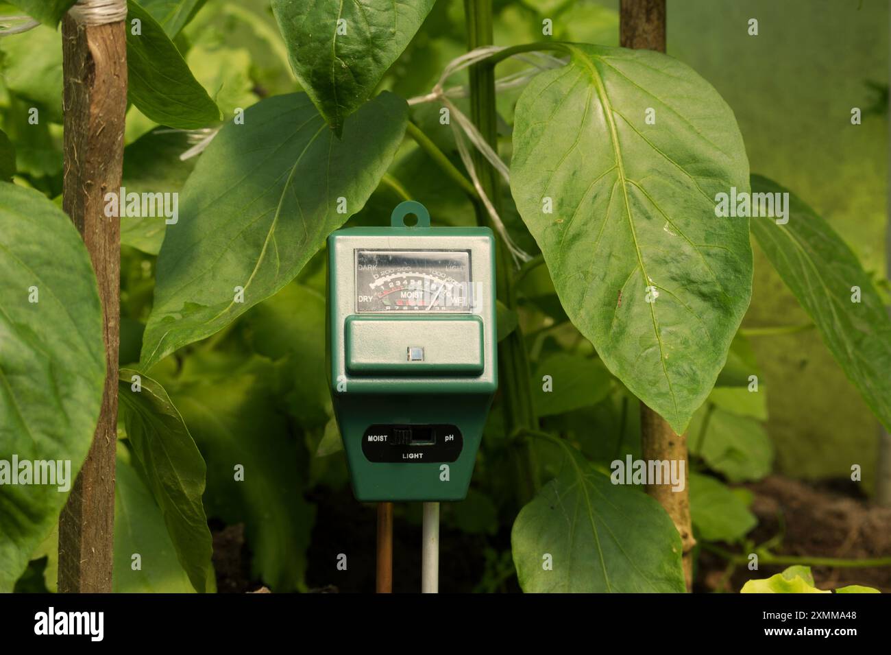 Green plants and three way meter PH, light and moisture in the soil ...
