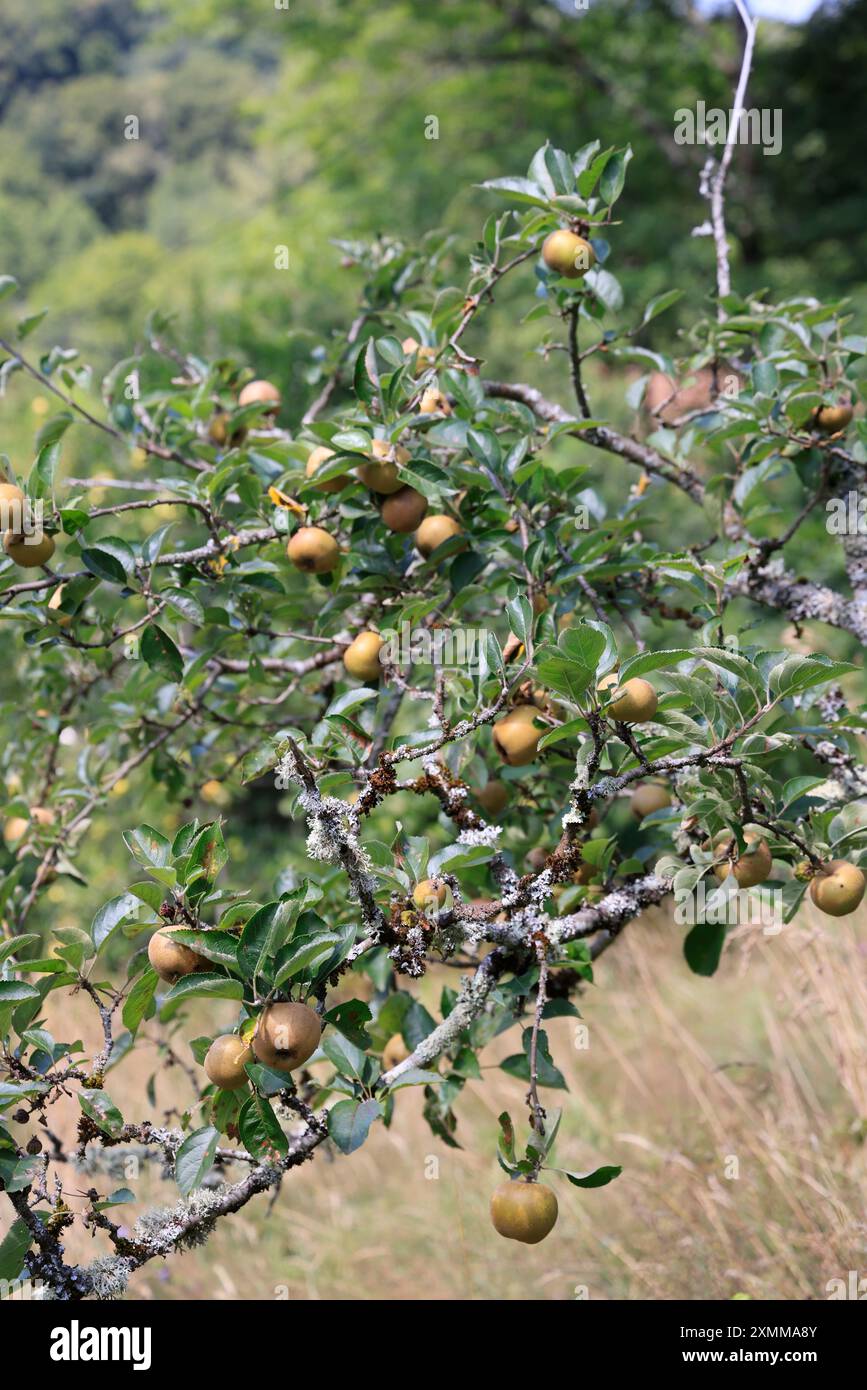 Chemically untreated fruit hi-res stock photography and images - Alamy
