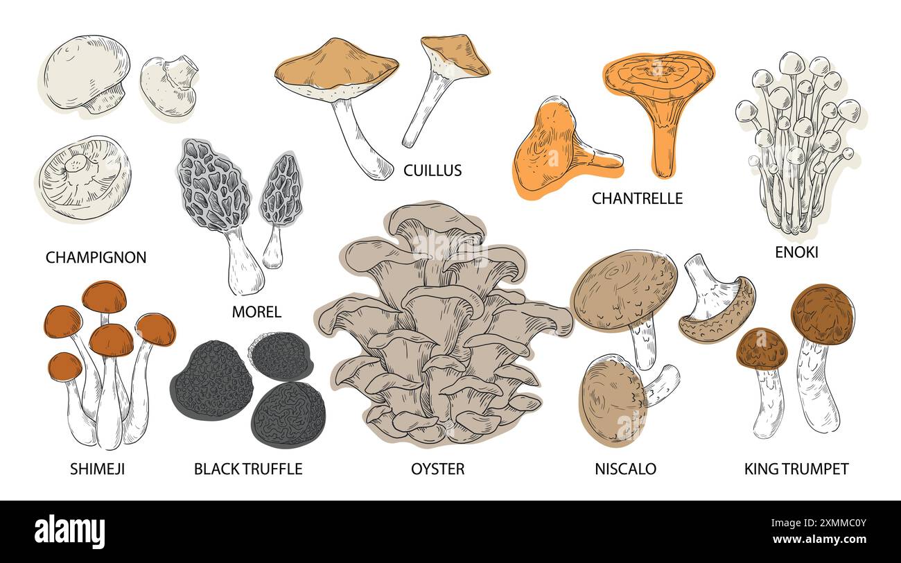 Mushroom colorful sketch. Hand drawn champignon, morel and enoki ...