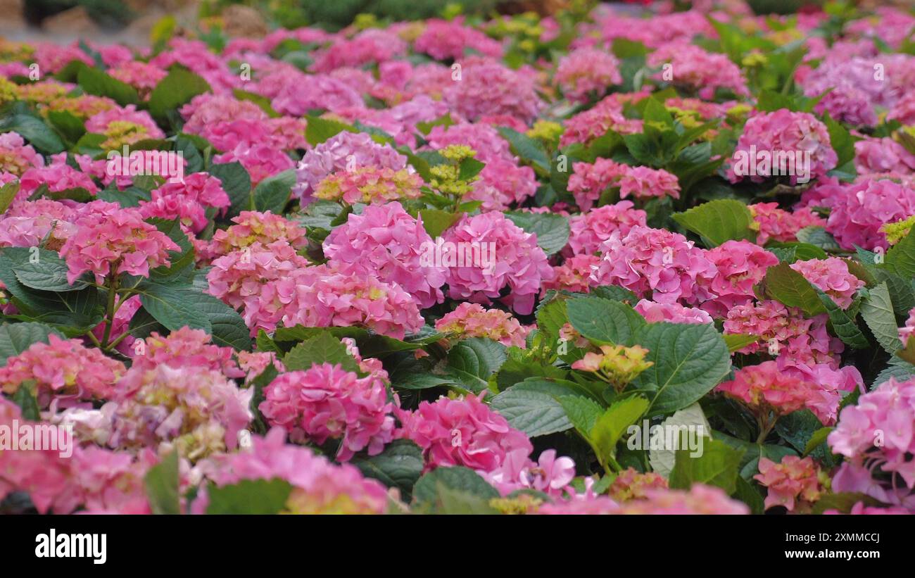 Blooming pink hydrangeas in lush garden, showcasing beauty of nature ...