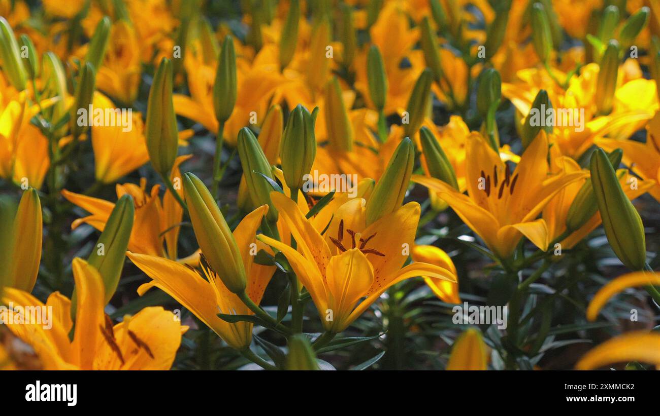 Vibrant field of blooming yellow lilies under sunlight, showcasing Stock Photo - Alamy