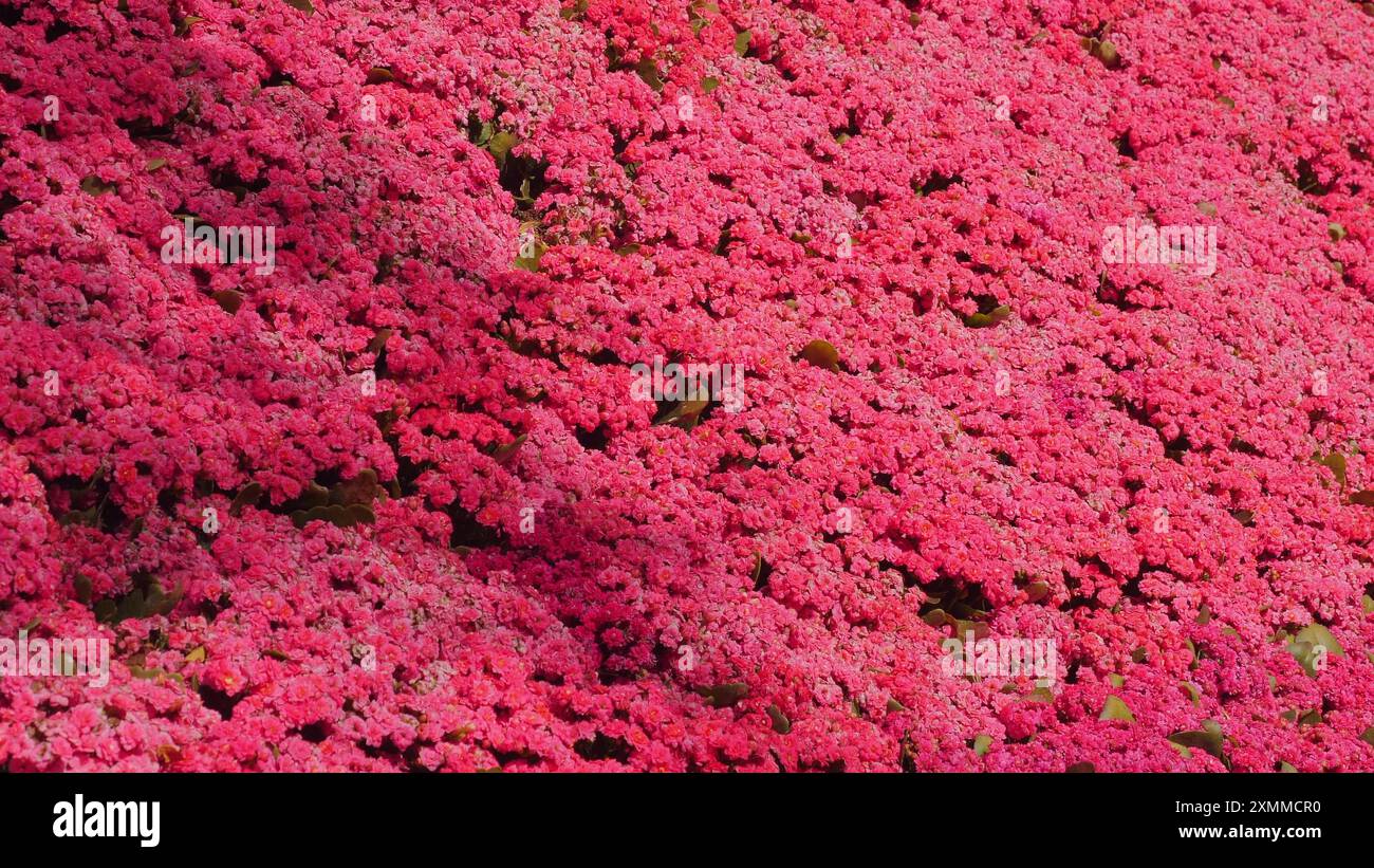 Vibrant field of blooming pink flowers covering ground, creating lush ...