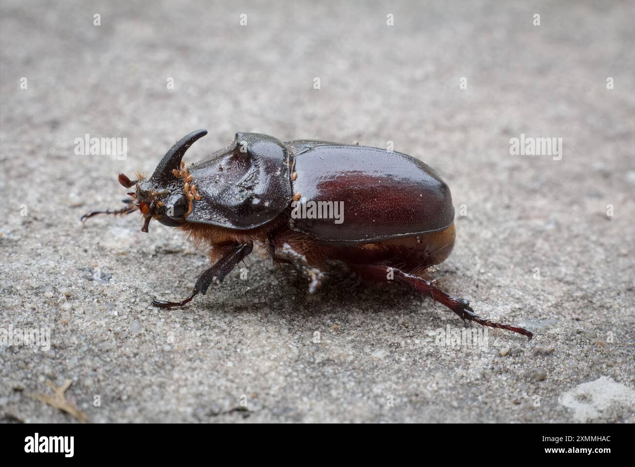 Close-up view of European Rhinoceros Beetle. Oryctes Nasicornis Stock ...