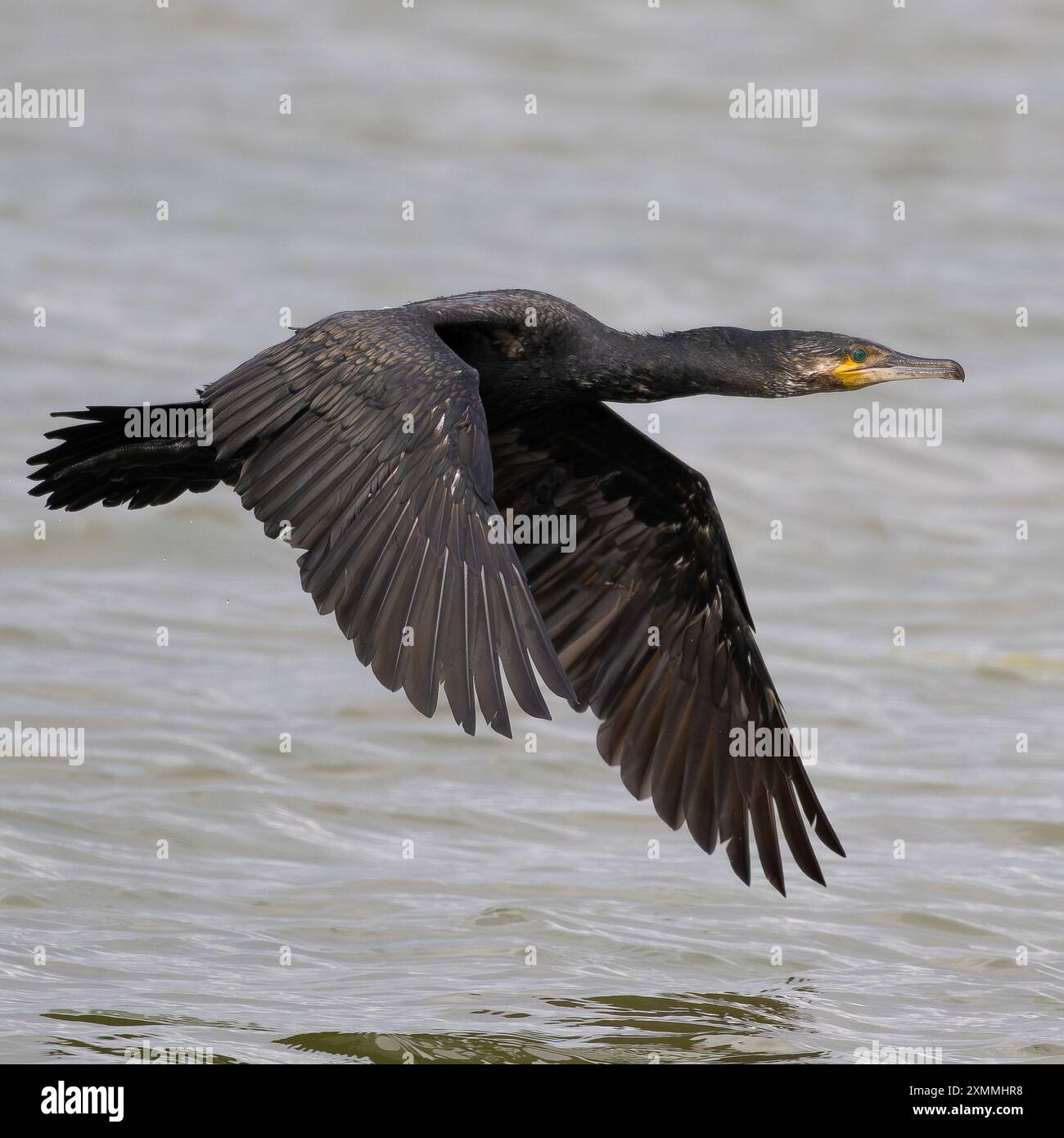 Cormorant flying low Stock Photo - Alamy