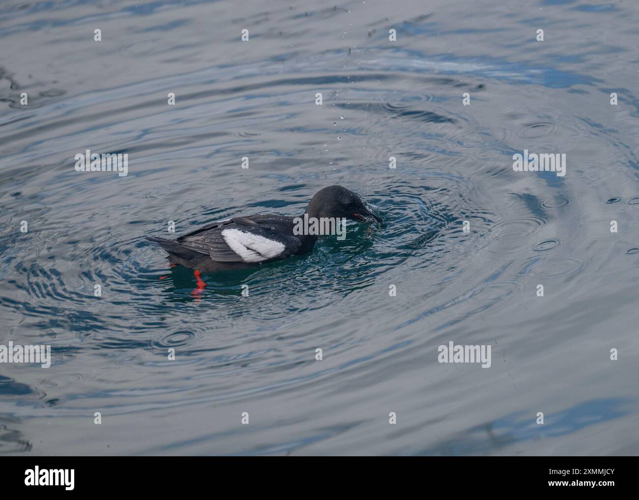 Lerwick shetland food hi-res stock photography and images - Alamy