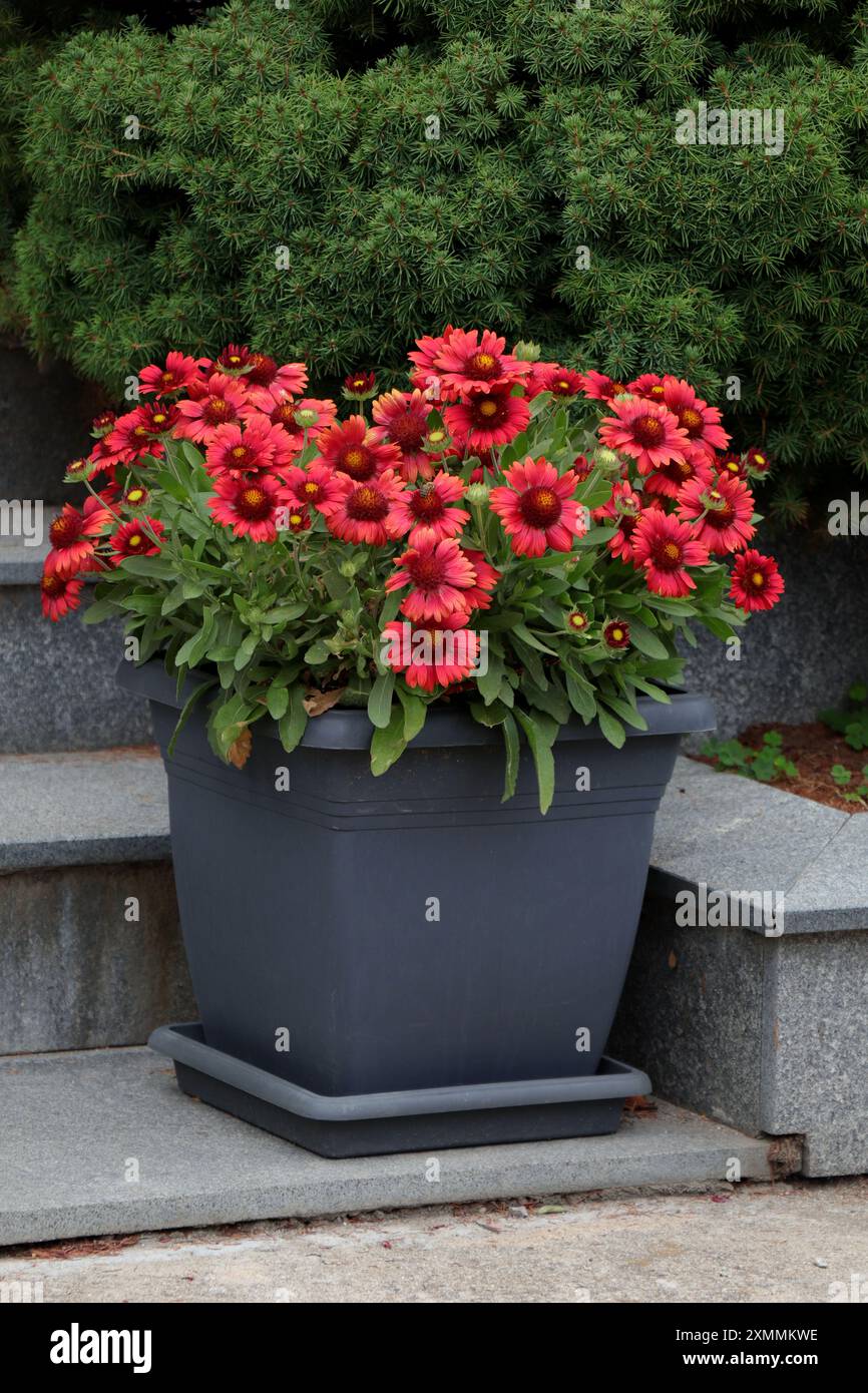 Gaillardia grandiflora mesa hi-res stock photography and images - Alamy