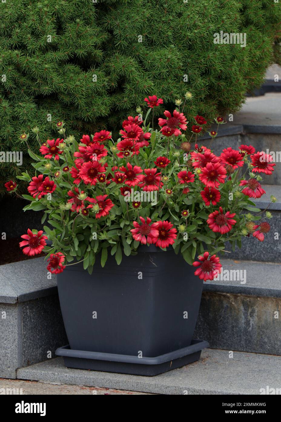 Gaillardia grandiflora mesa hi-res stock photography and images - Alamy