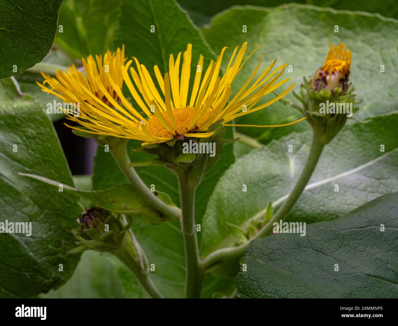 Helenium flower garden blossom hi-res stock photography and images - Alamy
