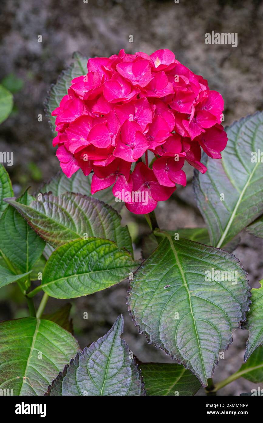 Closeup vertical view of bright red pink cluster of hydrangea ...