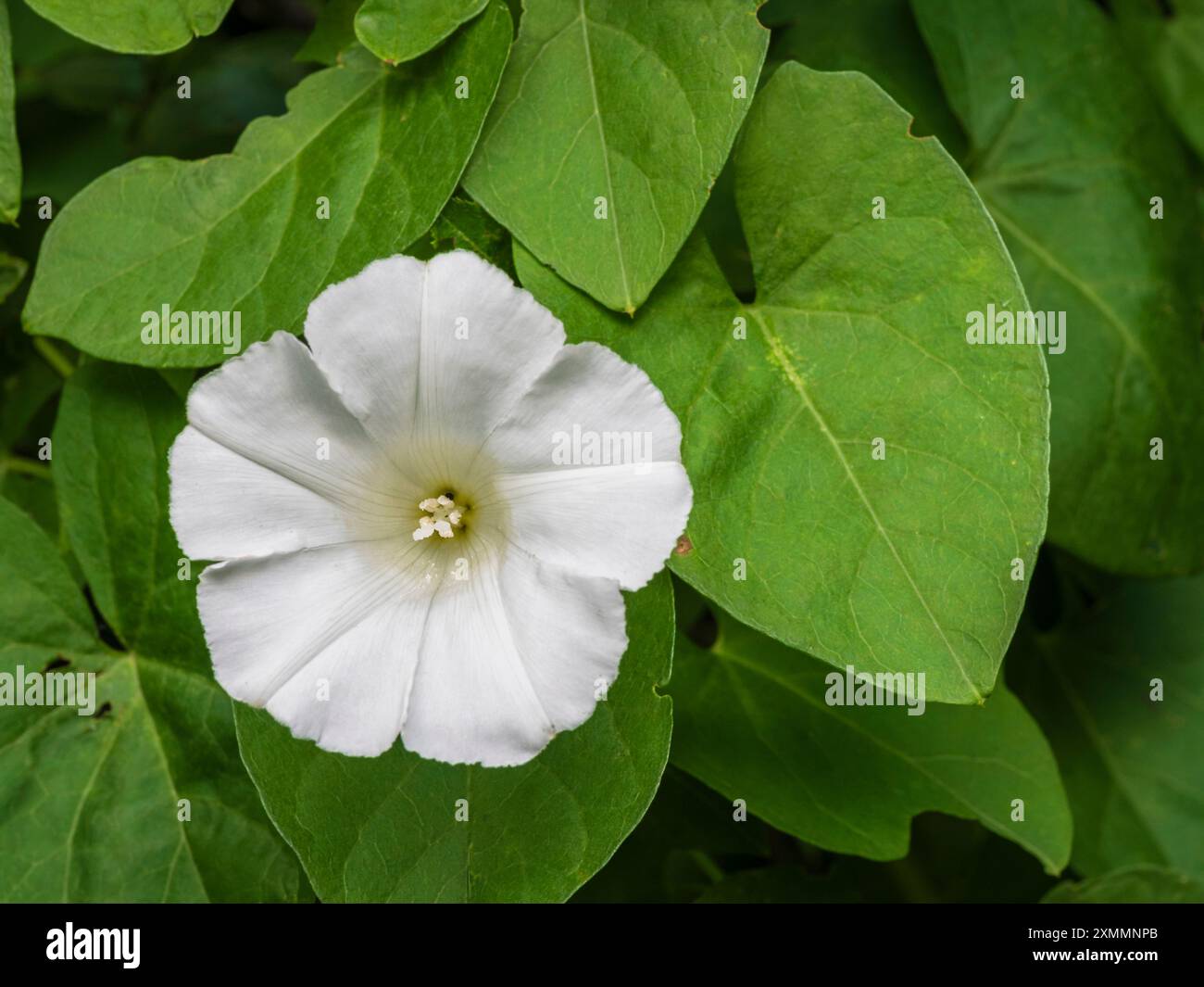 Closeup view of fresh white flower and leaves of calystegia silvatica ...