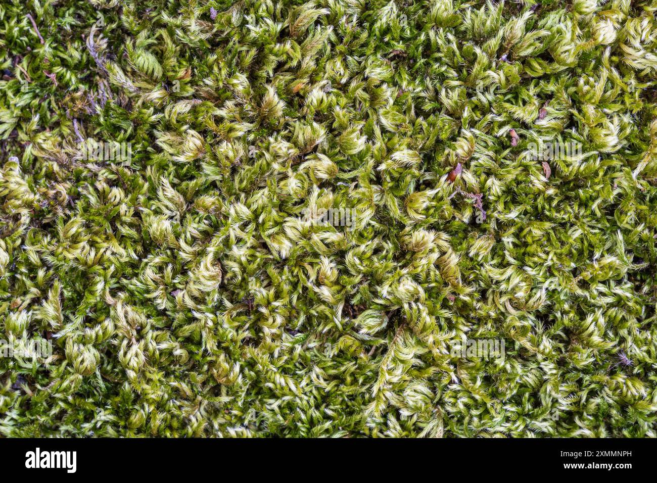 Closeup top view of homalothecium sericeum aka silky wall feather moss ...