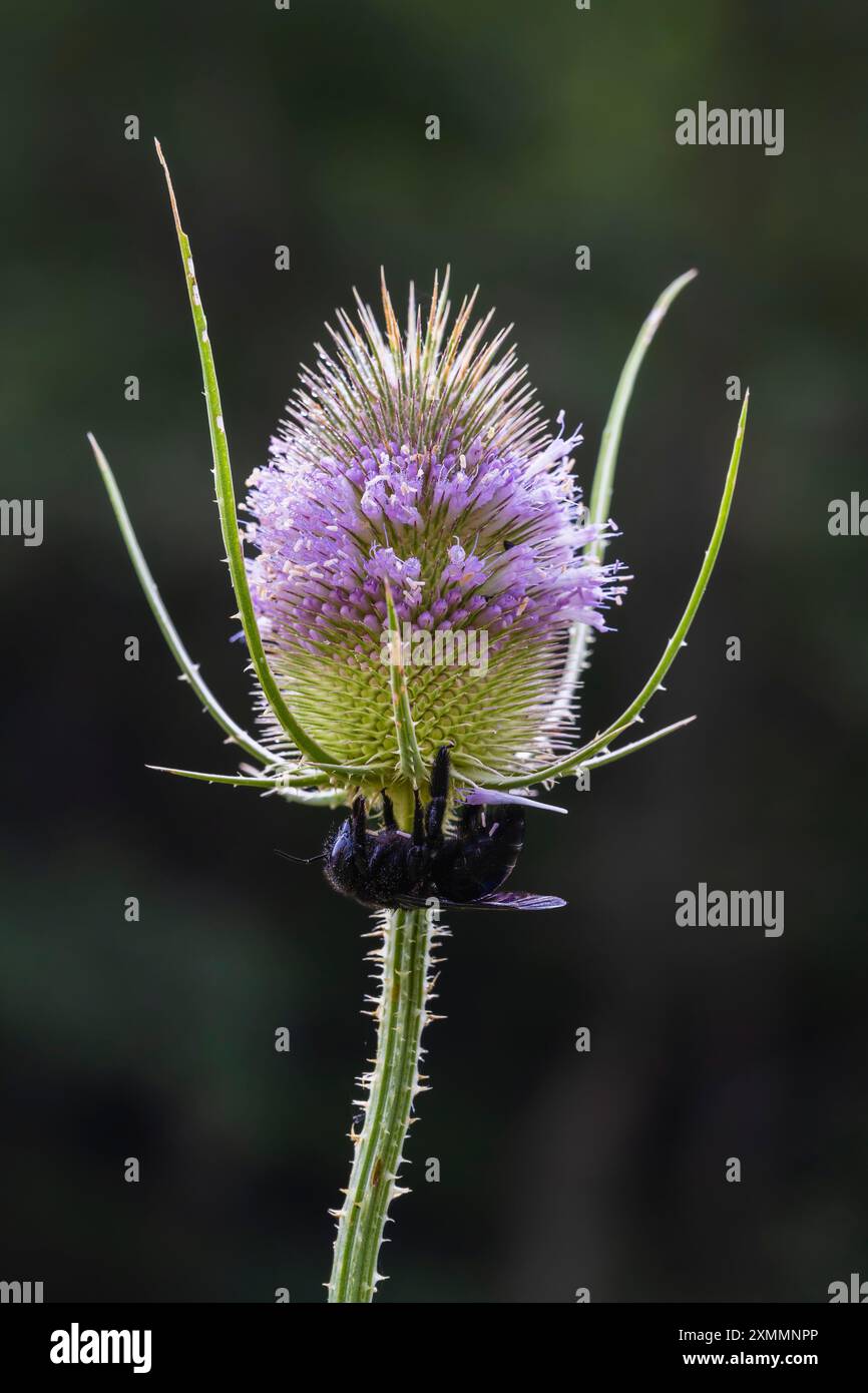 Closeup view of backlit wild flower of dipsacus fullonum or dipsacus ...
