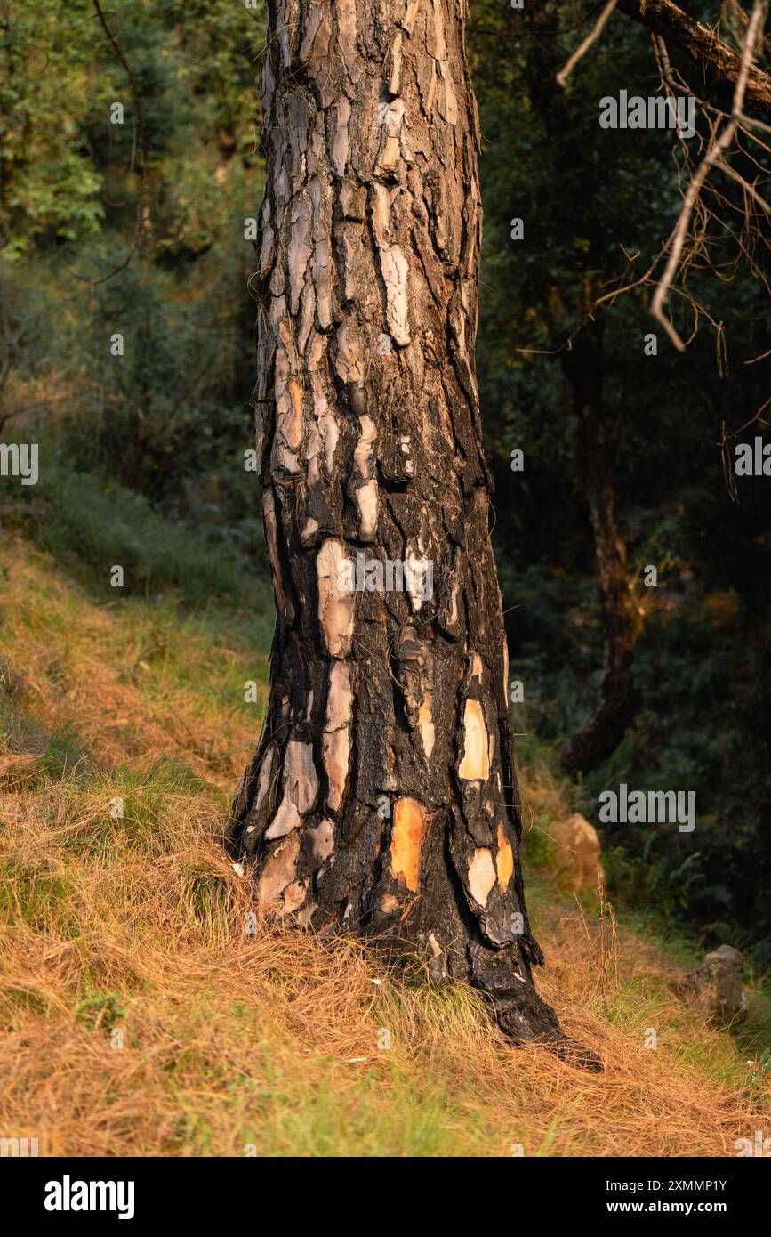 Burned pines after a forest fire. Black burned bark of pines in a woods ...