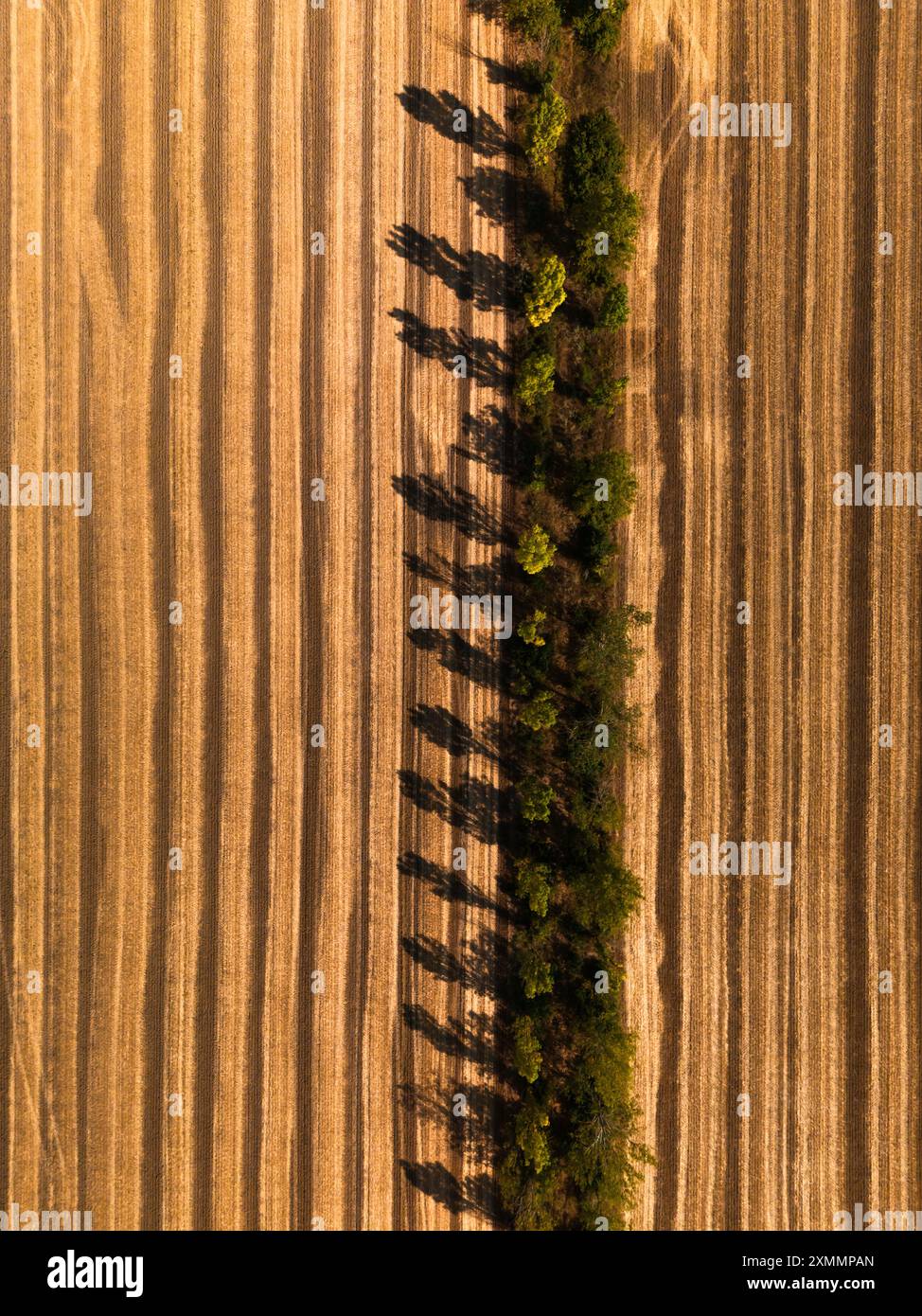 A stunning aerial capture reveals a tree line casting intricate shadows ...