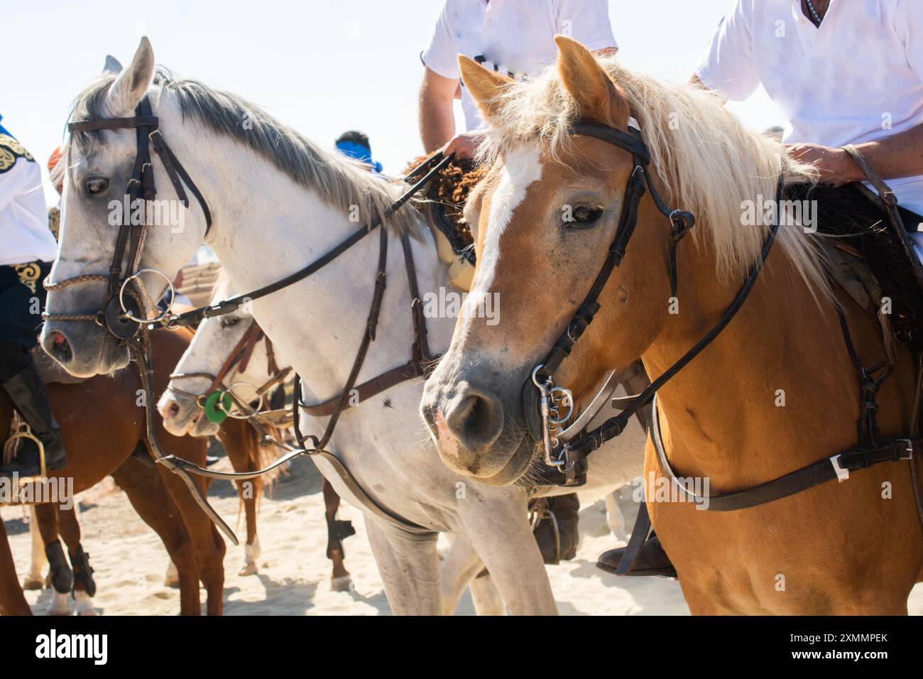 Portrait of a horse heads with long mane and partial harness Stock ...